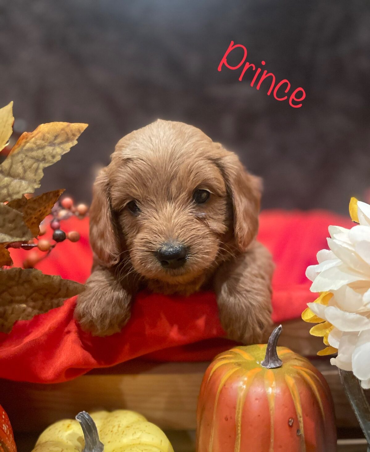 Puppies - Kingdom Kennels