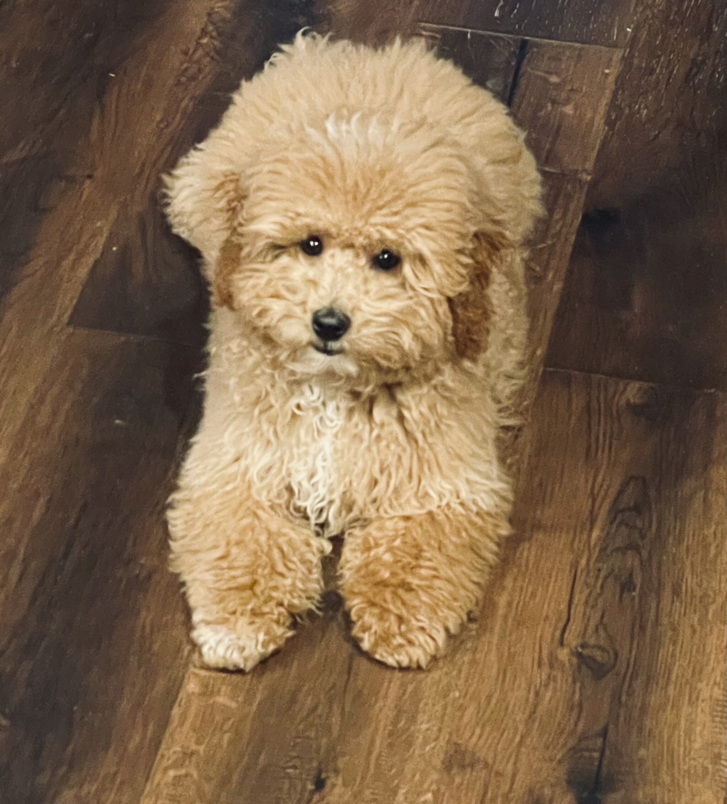 Puppies - Kingdom Kennels